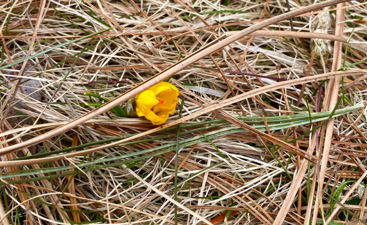 Home Safe | Amy Kerr Draws Portraits